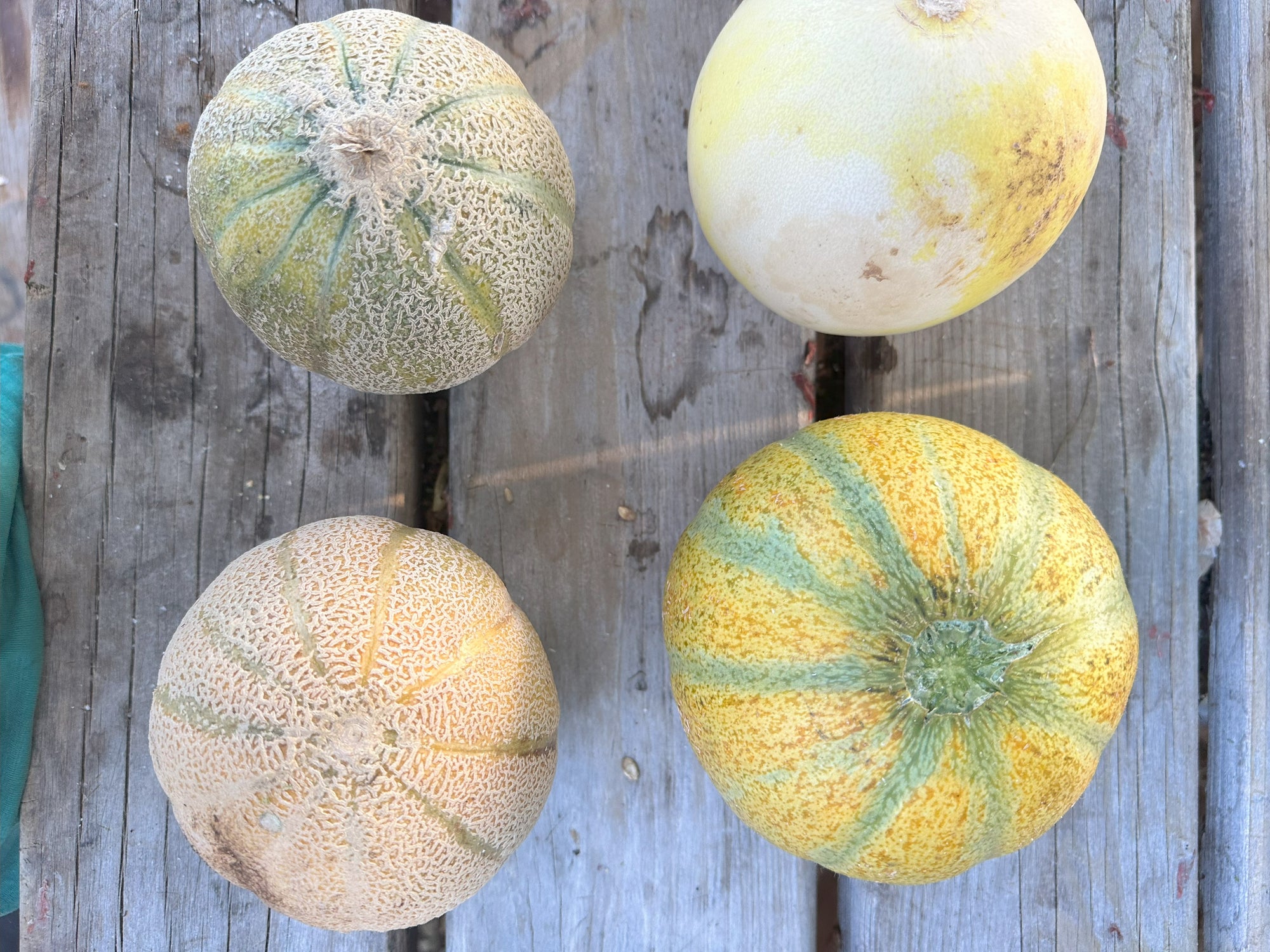 Five Great Melon Varieties! – Redwood Seeds