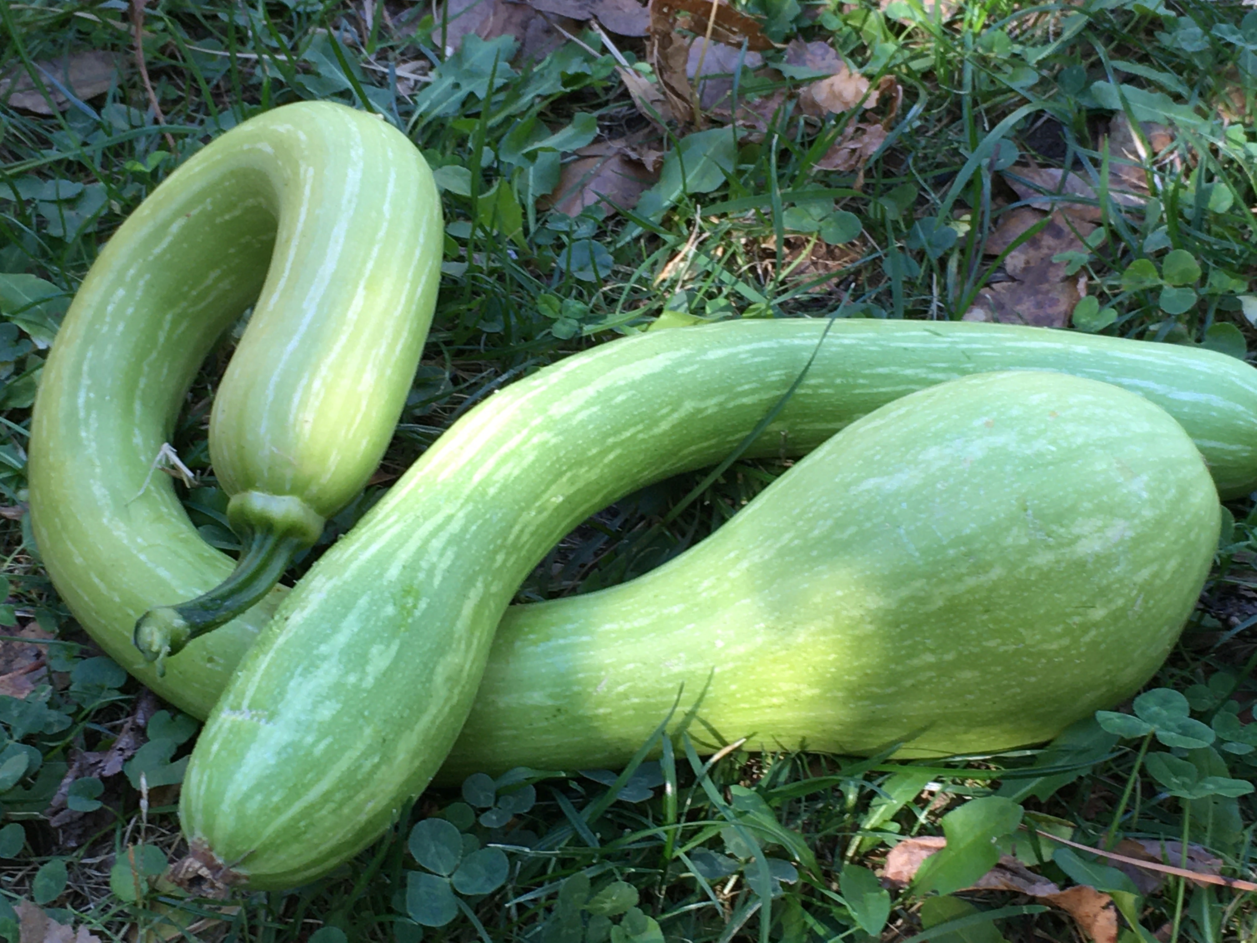 Four Summer Squash for Good Eating! – Redwood Seeds