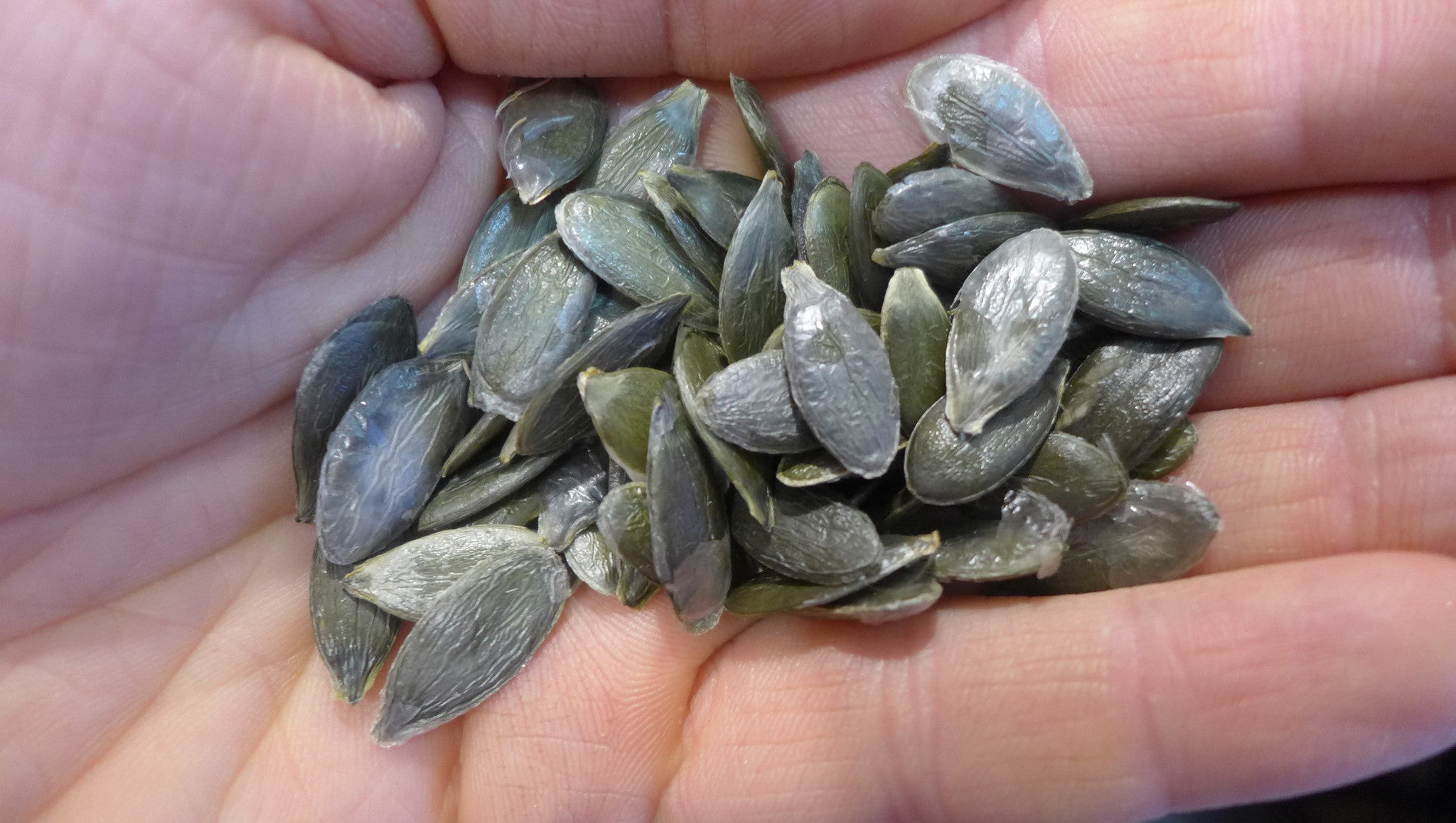 Variety Spotlight: Styrian Hulless Seeded Pumpkin – Redwood Seeds