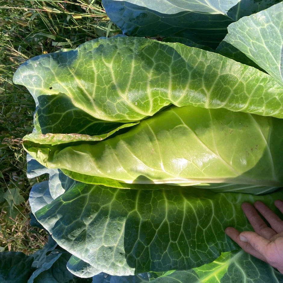 Cabbage – Redwood Seeds