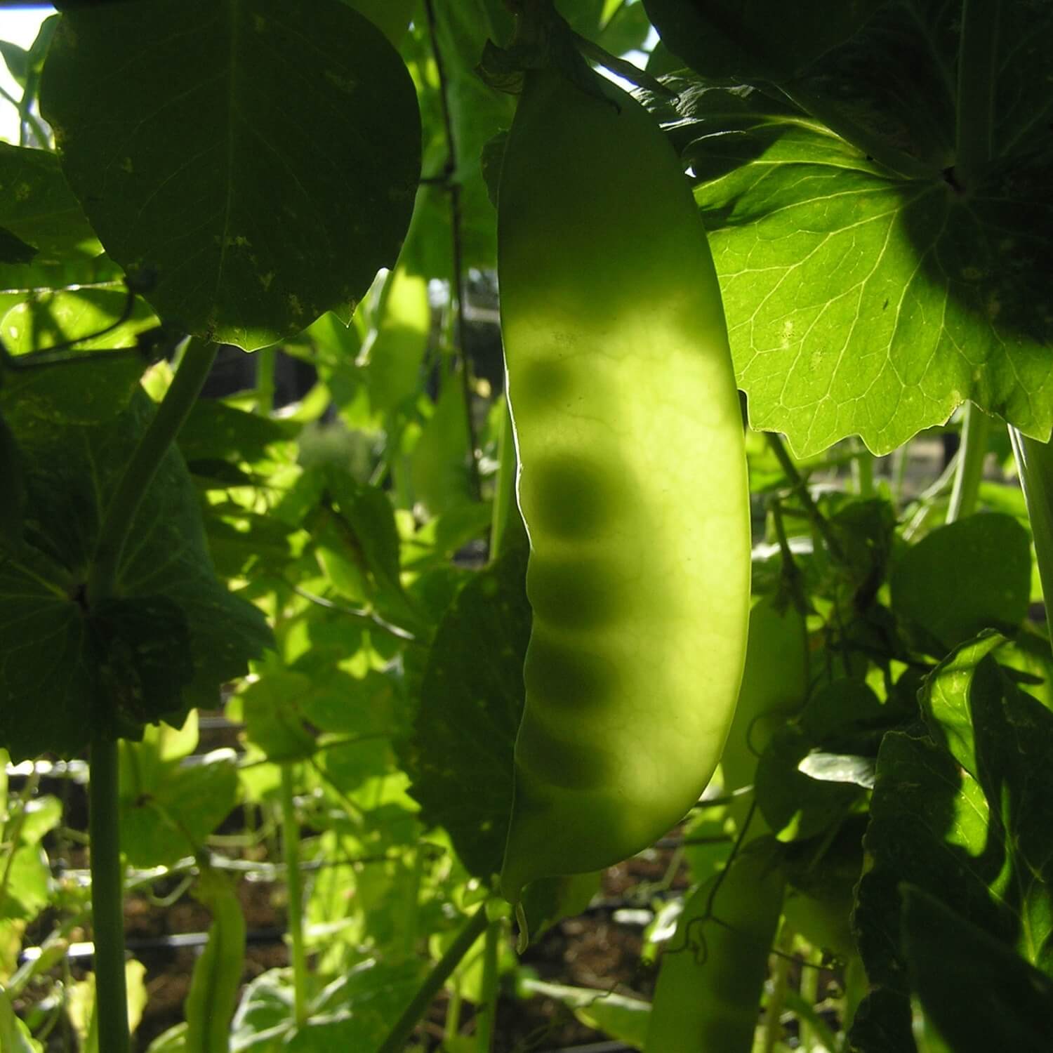 Green Beauty Snow Pea – Redwood Seeds