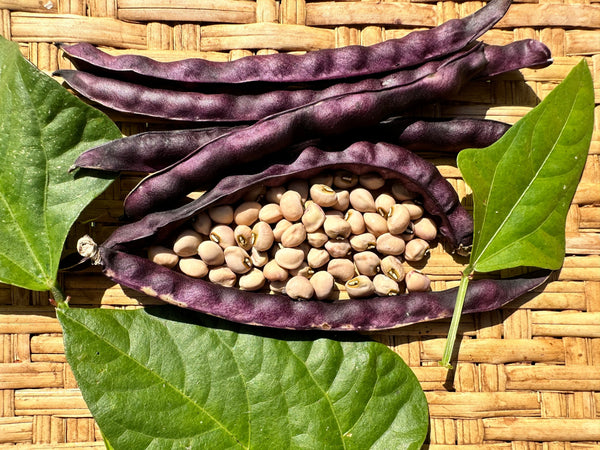 Carolina Crowder Cowpea – Redwood Seeds