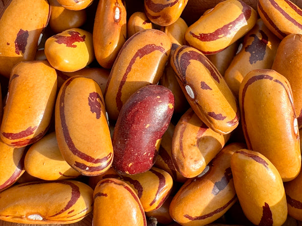 UC Tiger's Eye Bean – Redwood Seeds