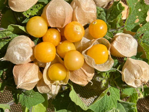 Ground Cherry – Redwood Seeds