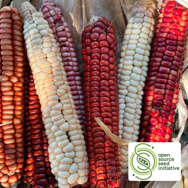 Magic Manna Corn – Redwood Seeds