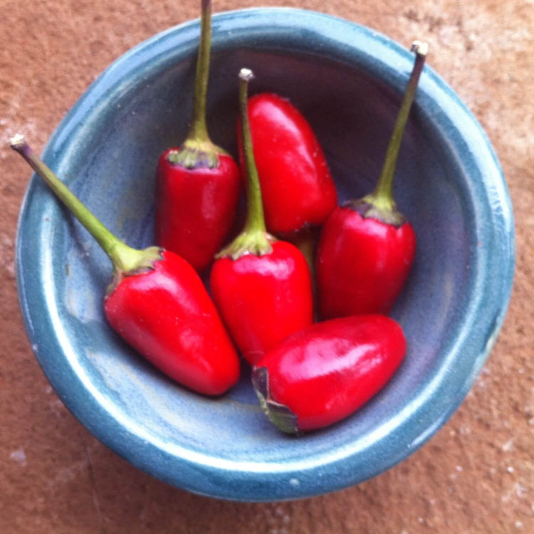 Peruvian Purple Hot Pepper – Redwood Seeds