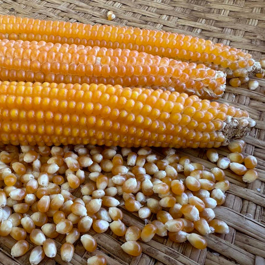 Dynamite Popcorn – Redwood Seeds