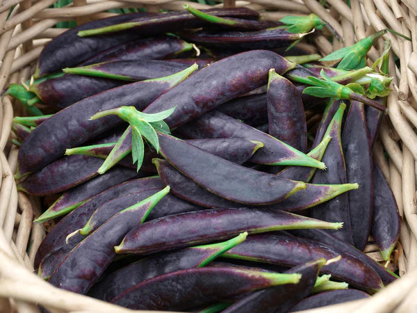 Sugar Magnolia Purple Snap Pea – Redwood Seeds