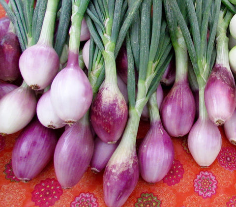 Onion/Leeks – Redwood Seeds