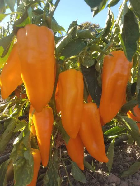 Gatherer's Gold Sweet Pepper – Redwood Seeds