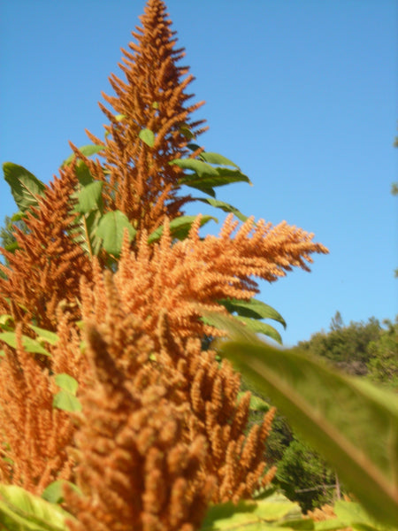 Golden Giant Amaranth – Redwood Seeds
