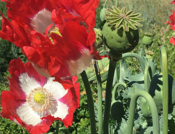Danish Flag Poppy – Redwood Seeds