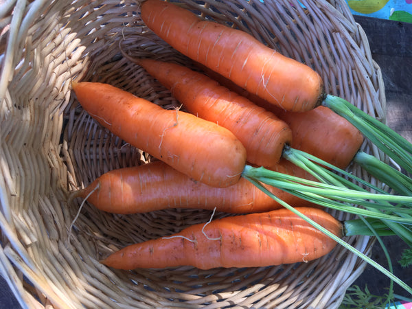 Nantes Coreless Carrot – Redwood Seeds