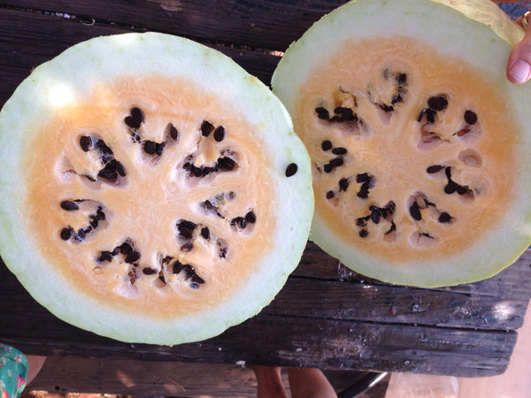 Desert King Watermelon – Redwood Seeds