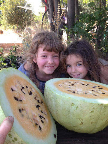 Desert King Watermelon – Redwood Seeds