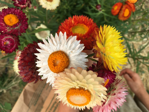 Strawflower Mix – Redwood Seeds