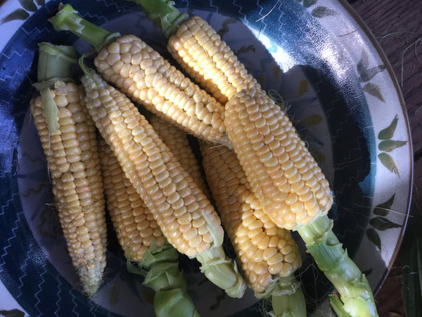 Yukon Chief Sweet Corn – Redwood Seeds