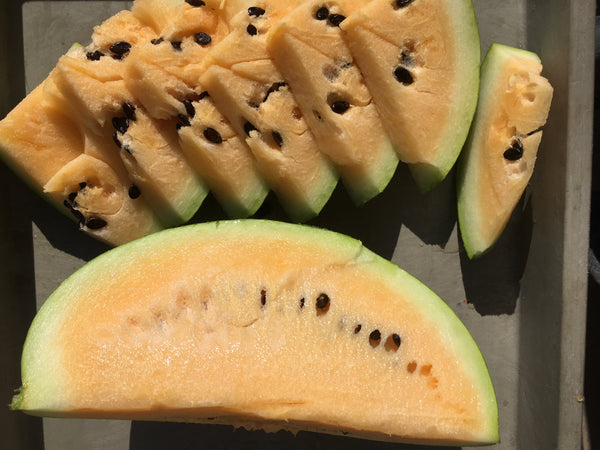 Desert King Watermelon – Redwood Seeds