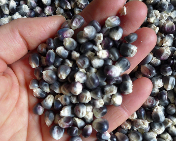 Blue Corn – Redwood Seeds