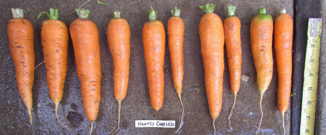 Nantes Coreless Carrot – Redwood Seeds