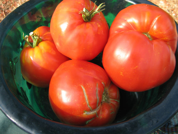 Palestinian Tomato – Redwood Seeds