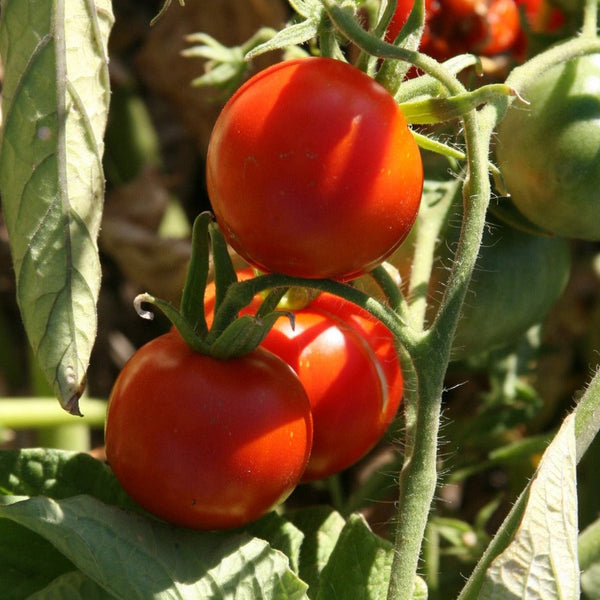 Stupice Tomato – Redwood Seeds