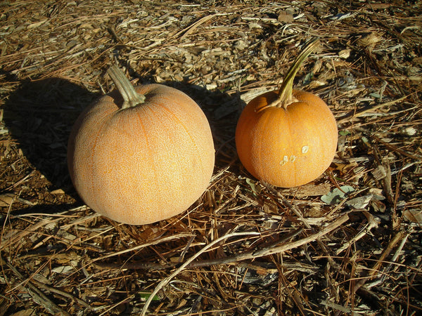 Winter Luxury Pumpkin – Redwood Seeds